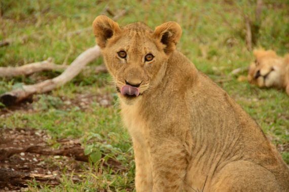 7 Best Camera for Safari Options (2022): Safari Phone Photography Guide ...