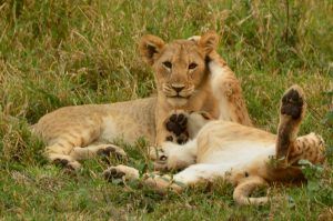 7 Best Camera for Safari Options (2022): Safari Phone Photography Guide ...