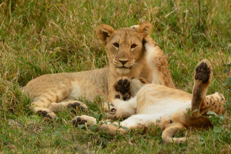 7 Best Camera for Safari Options (2022): Safari Phone Photography Guide ...