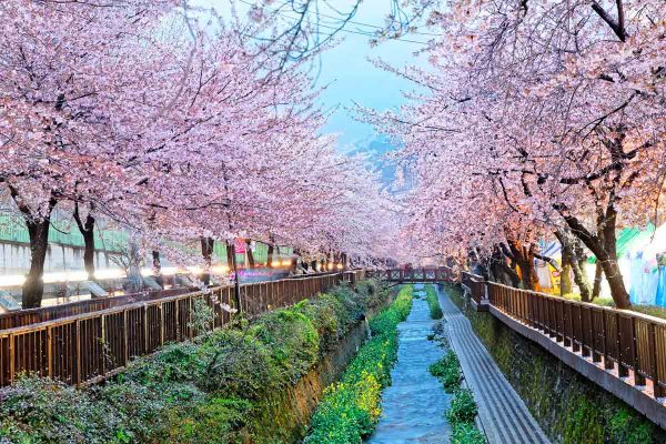 15 Charming Places to see Cherry Blossoms in Korea in the Spring I ...