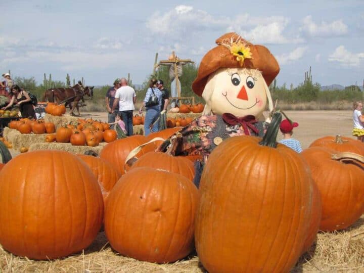 12 Best Pumpkin Patches in Arizona (2022) for Picking I Farms You'll ...