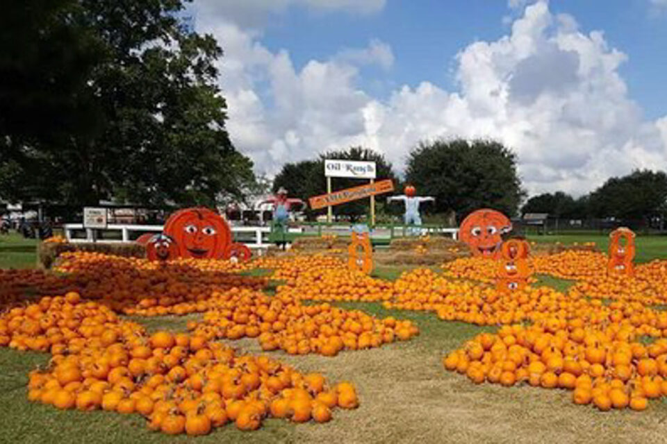 11 Pumpkin Patches in Houston (2022) and Farms You'll Love this Fall I ...