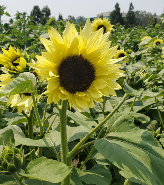 19 Sunflower Fields in California (2022) I San Diego and Surrounds